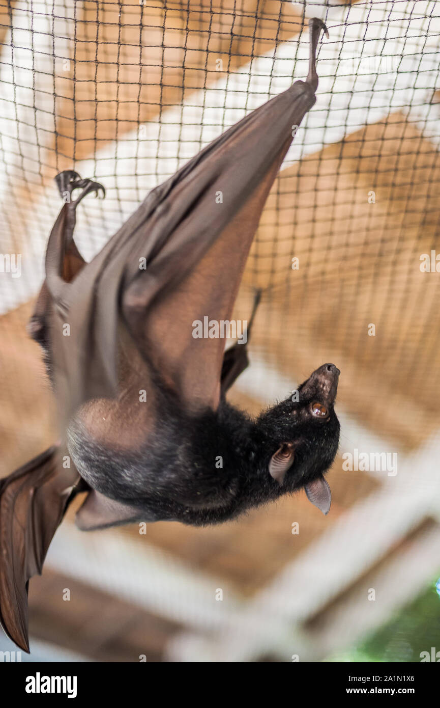 Flying Fox Claws High Resolution Stock Photography and Images - Alamy