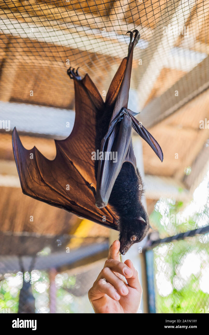 Flying Fox hanging from the ceiling Stock Photo - Alamy