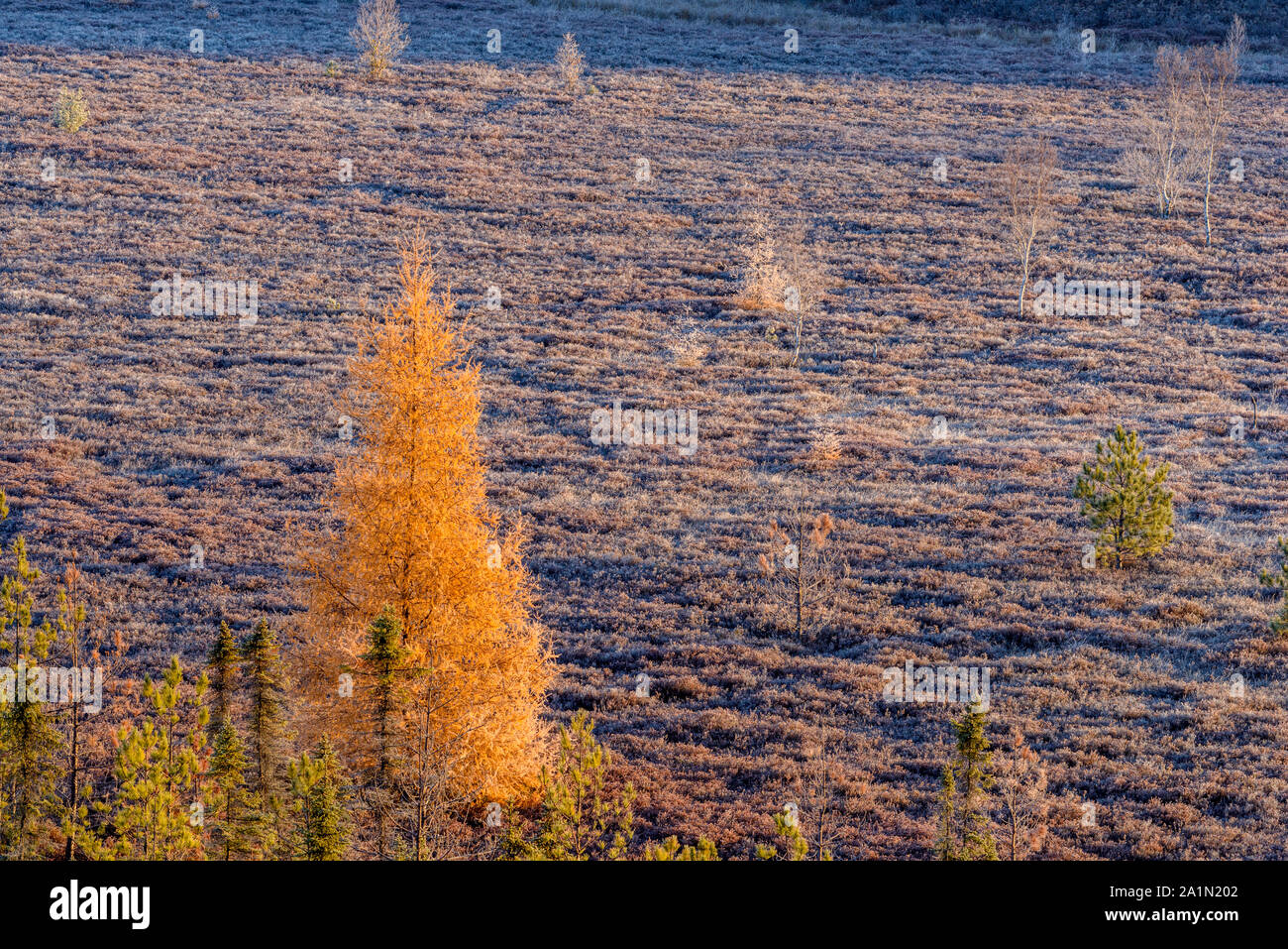 Frost mist and dawn colors hi-res stock photography and images - Alamy