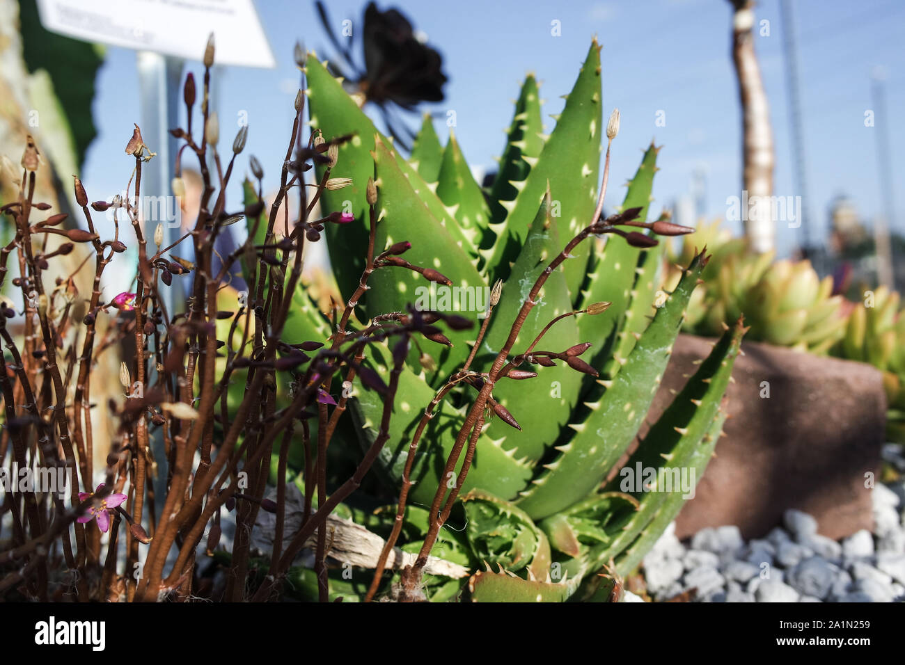 Tree aloe arborescens in hi-res stock photography and images - Alamy