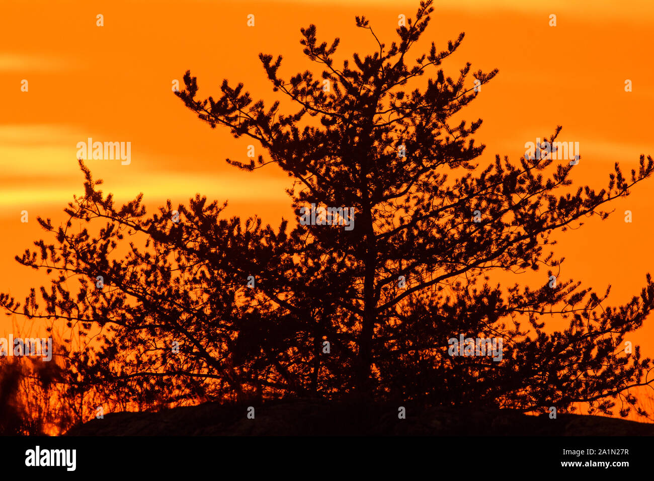 Setting sun and pine tree, Greater Sudbury, Ontario, Canada Stock Photo ...