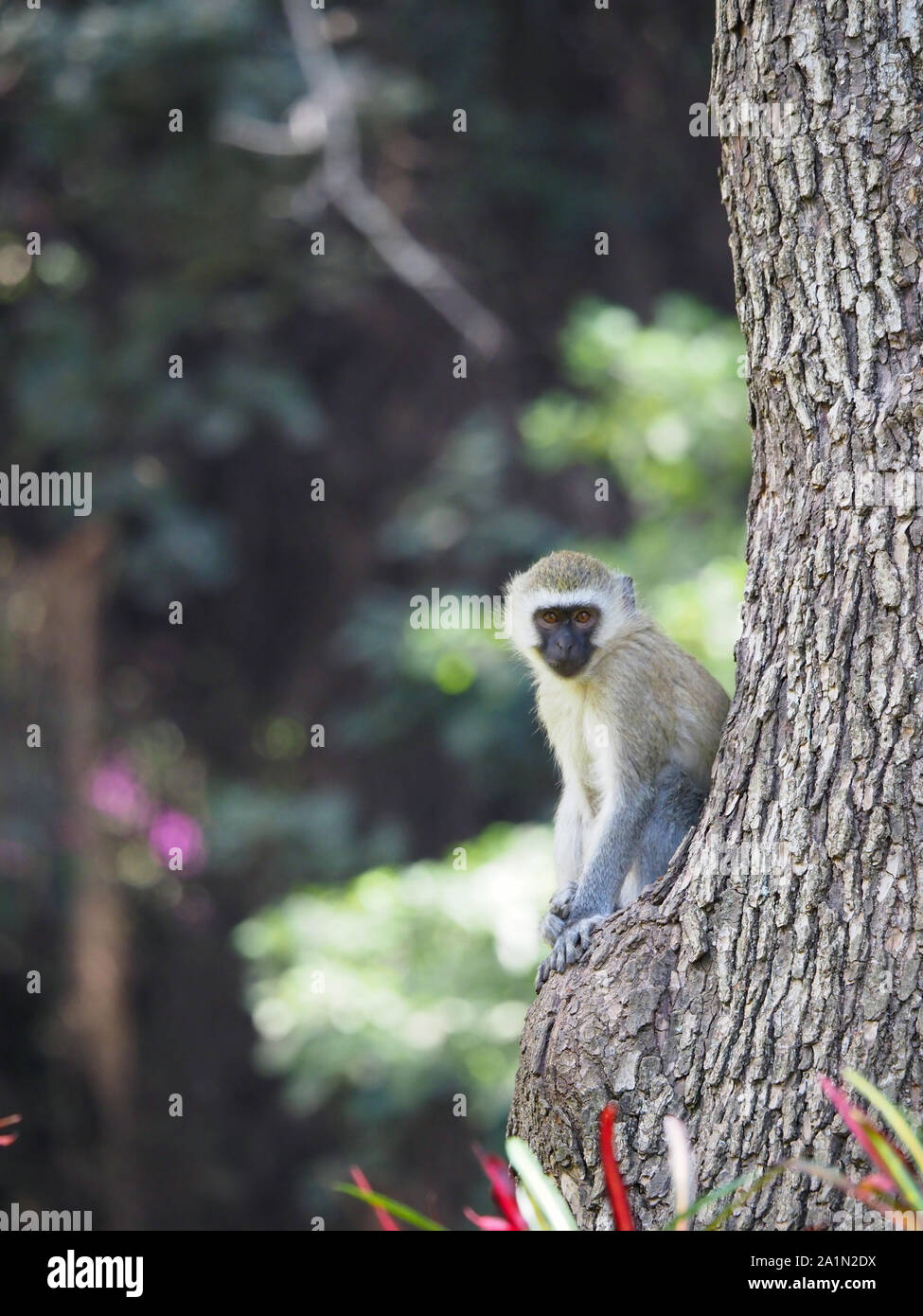 Vervet Monkey Arusha Tanzania Africa Stock Photo - Alamy