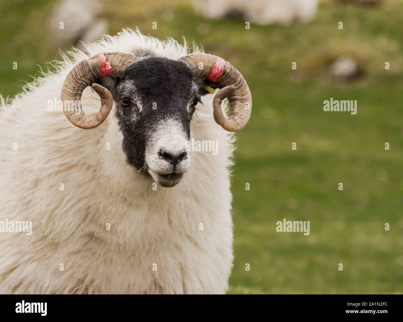 Curled horns hi-res stock photography and images - Alamy