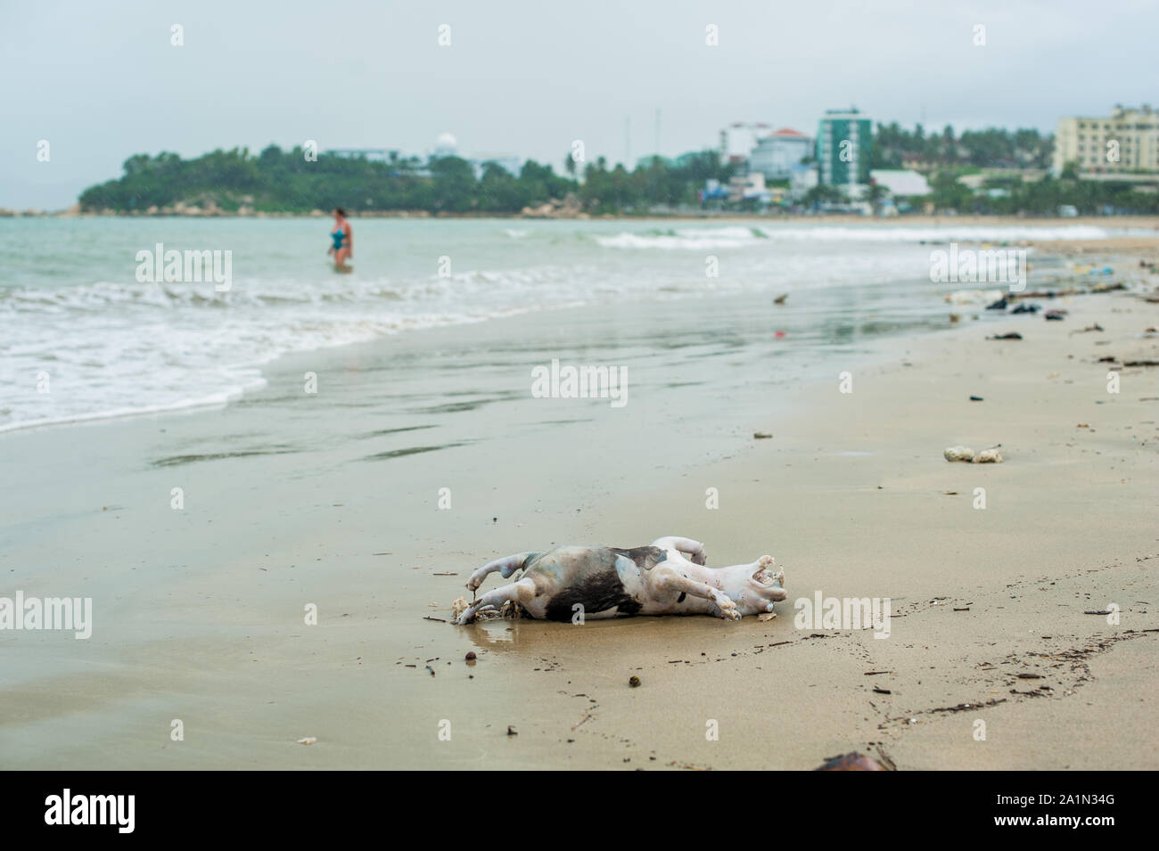 Drowned dead dog after the storm Stock Photo - Alamy