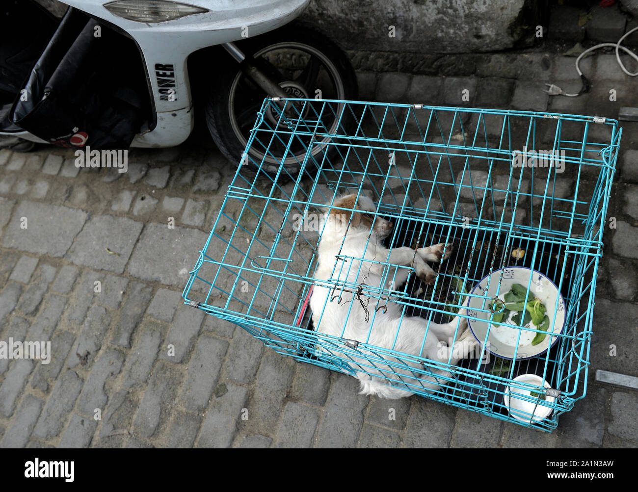 Prison dog hi-res stock photography and images - Alamy