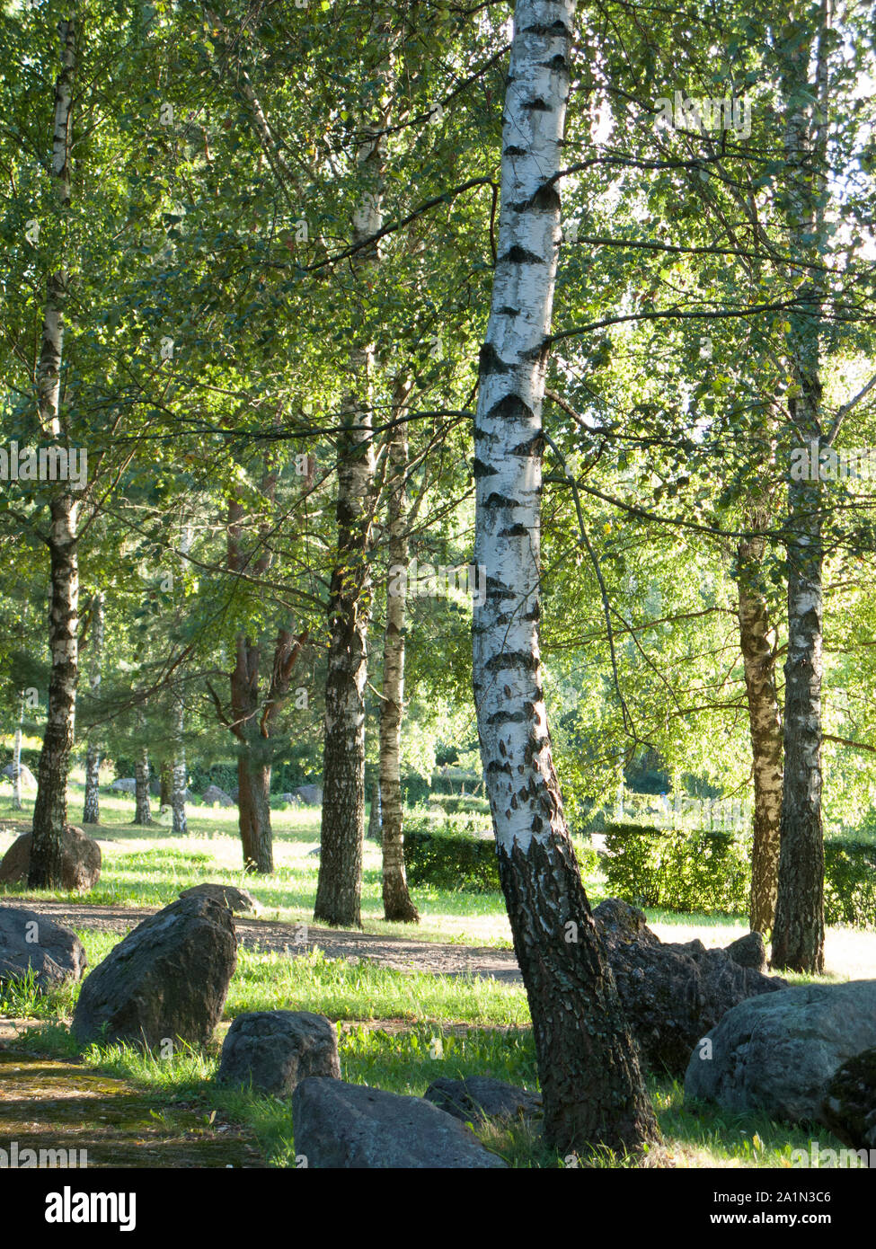Silver birch tree summer hi-res stock photography and images - Alamy