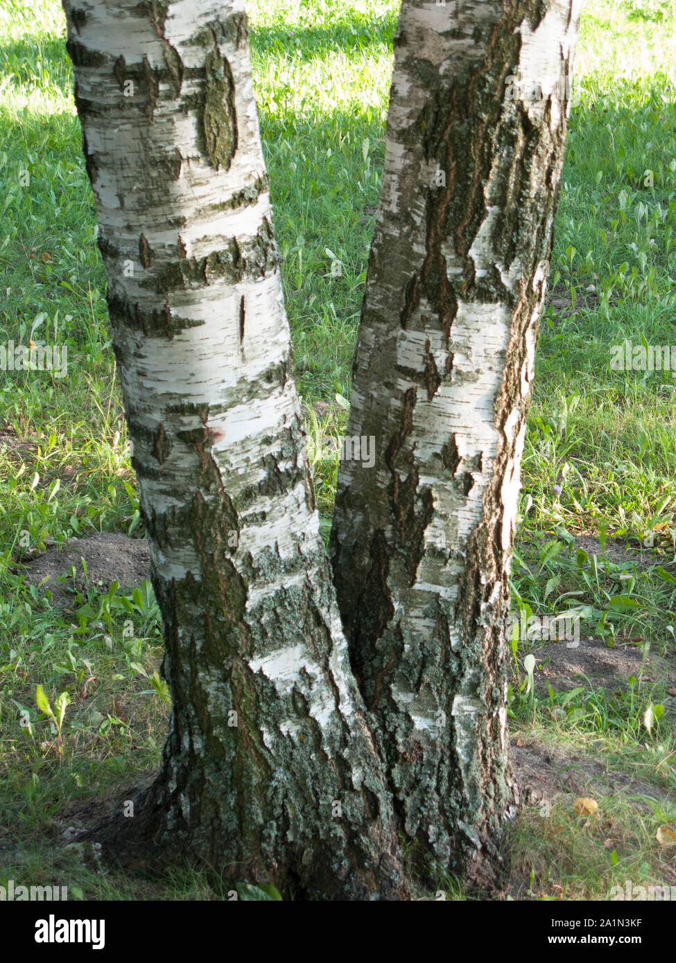 Silver birch tree summer hi-res stock photography and images - Alamy