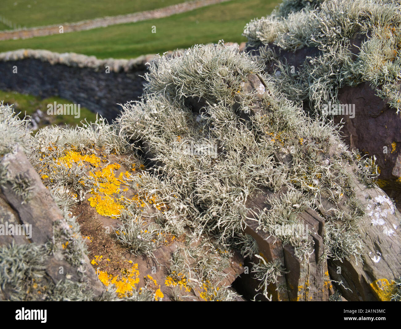 Closeup wall with moss hi-res stock photography and images - Alamy