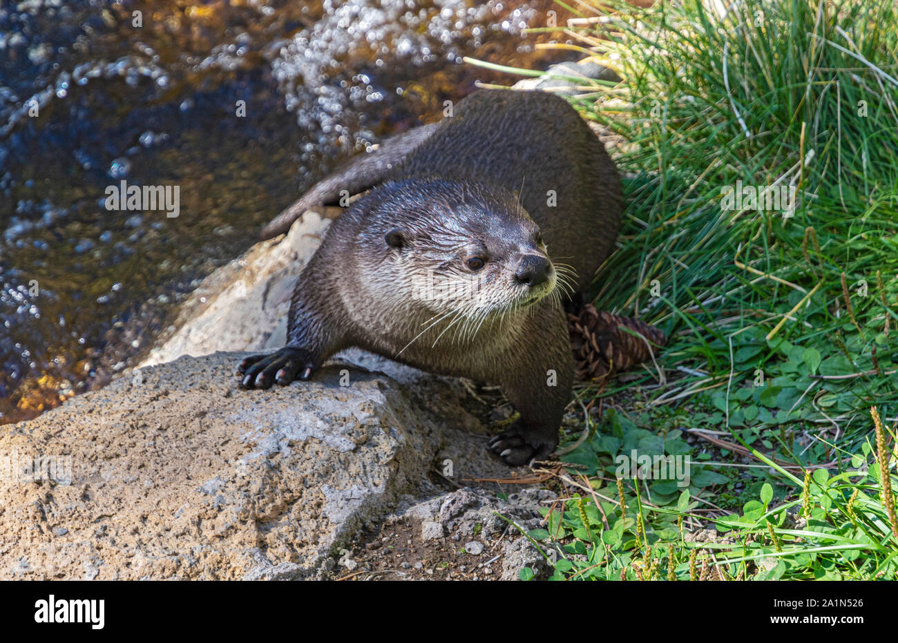 Oregon, Bend, High Desert Museum, North American river otter (Lontra ...