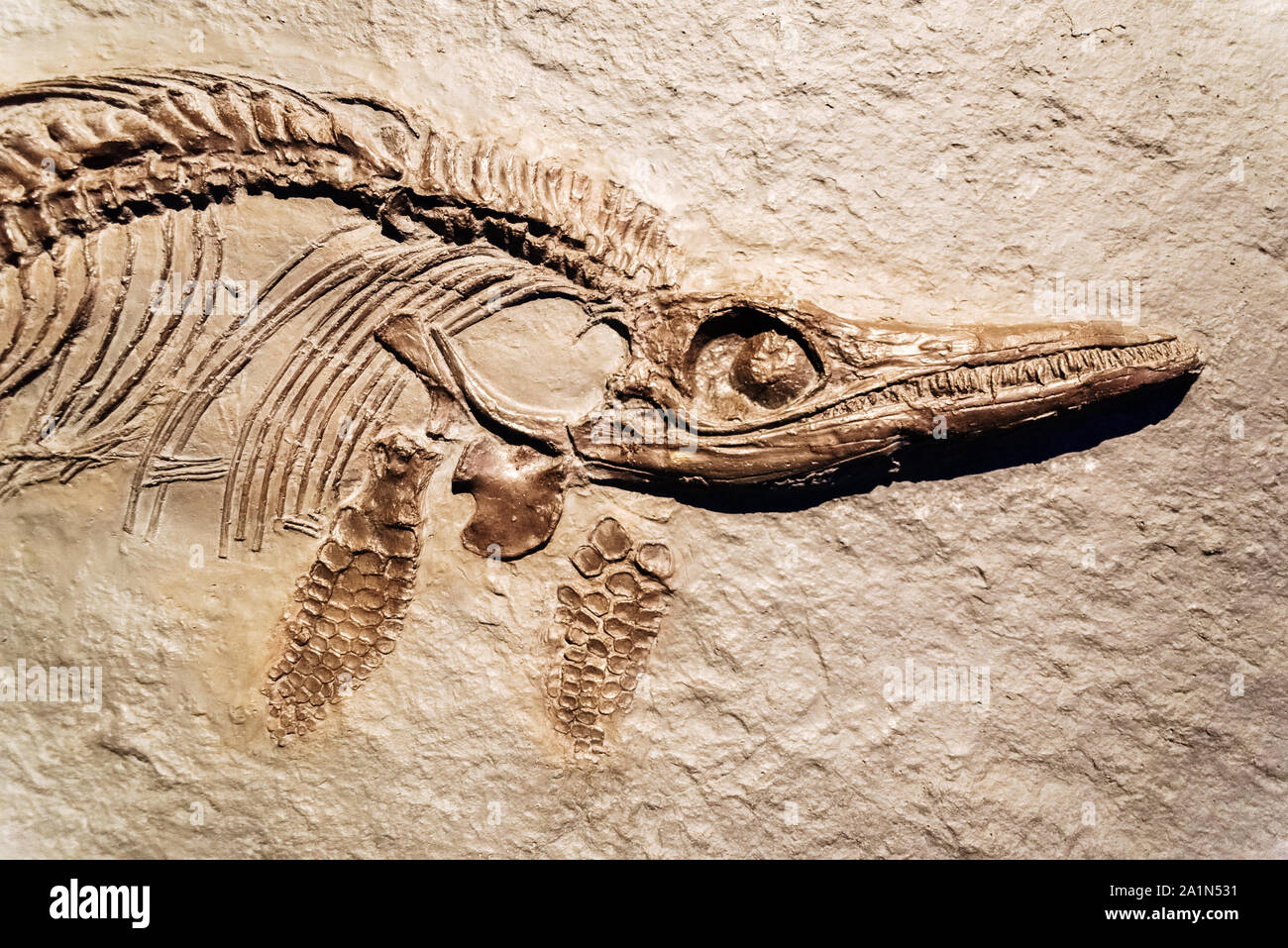 Ichthyosaurus fossil hi-res stock photography and images - Alamy