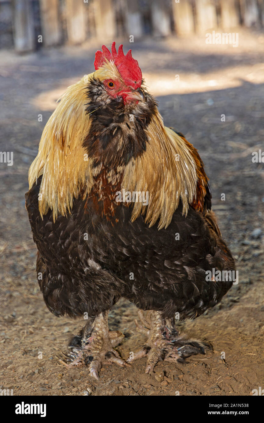 Oregon, Bend, High Desert Museum, 1904 Miller Family Ranch, rooster ...