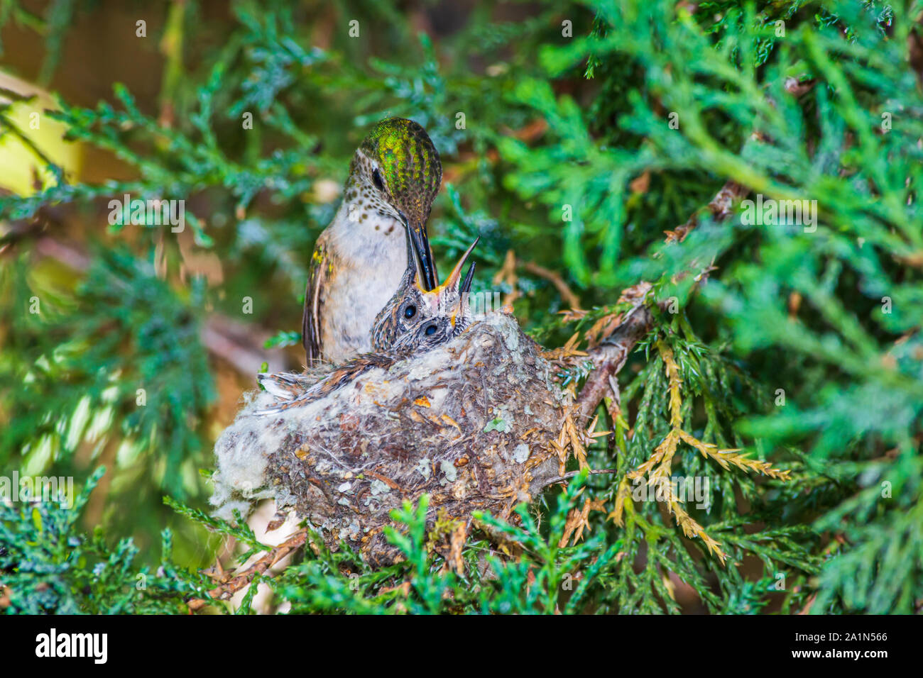 Female Broad-tailed Hummingbird (Selasphorus platycercus) with young in ...