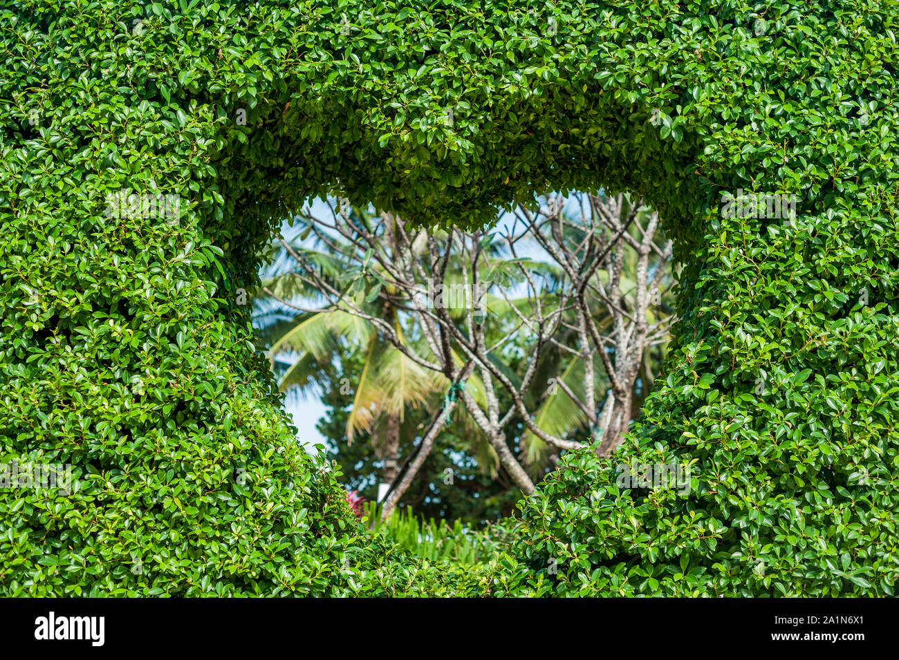 Bush with a hole in the form of a heart. Love Concept Stock Photo - Alamy