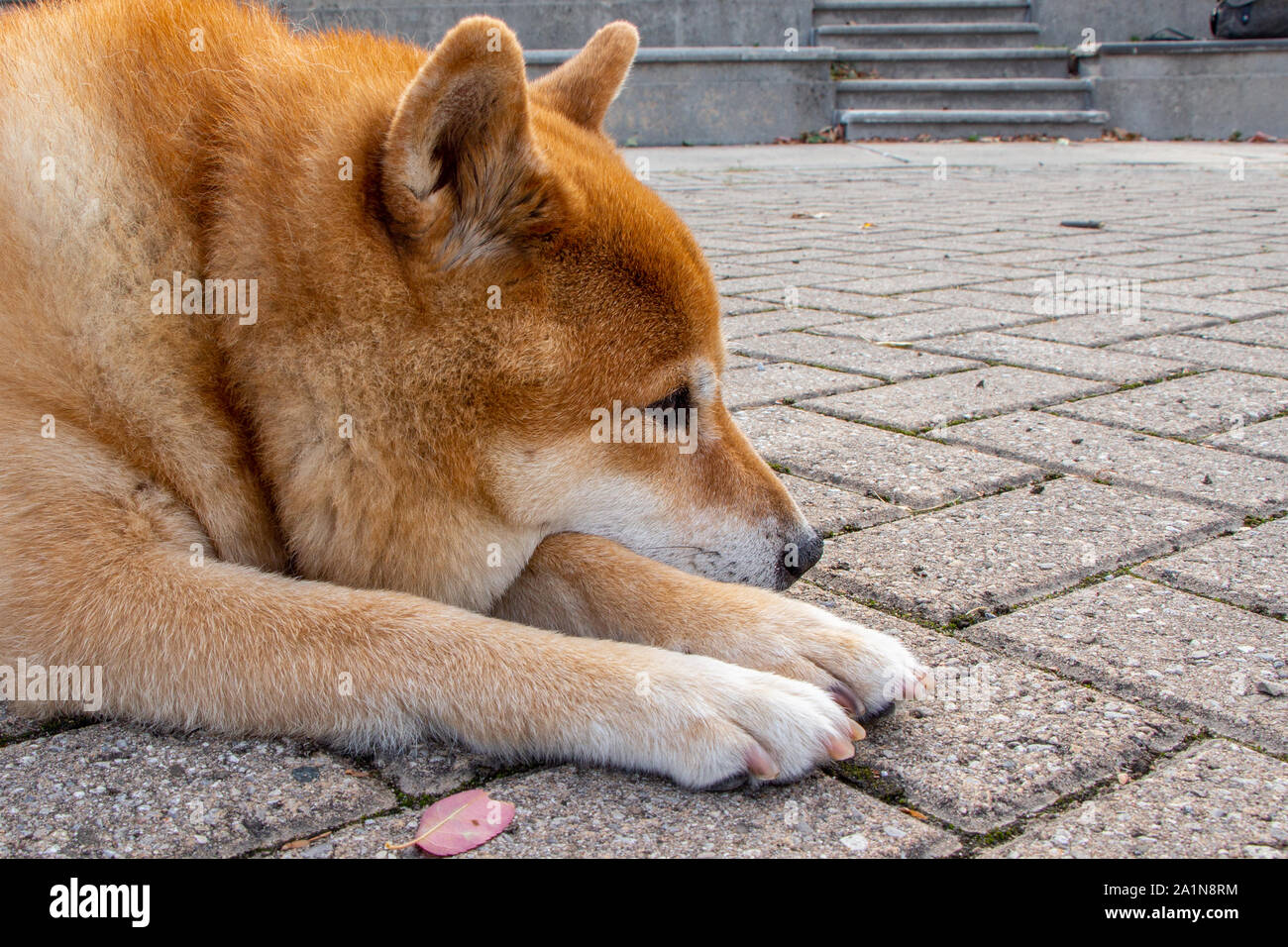 shiba inu bored and staring into nothing Stock Photo - Alamy