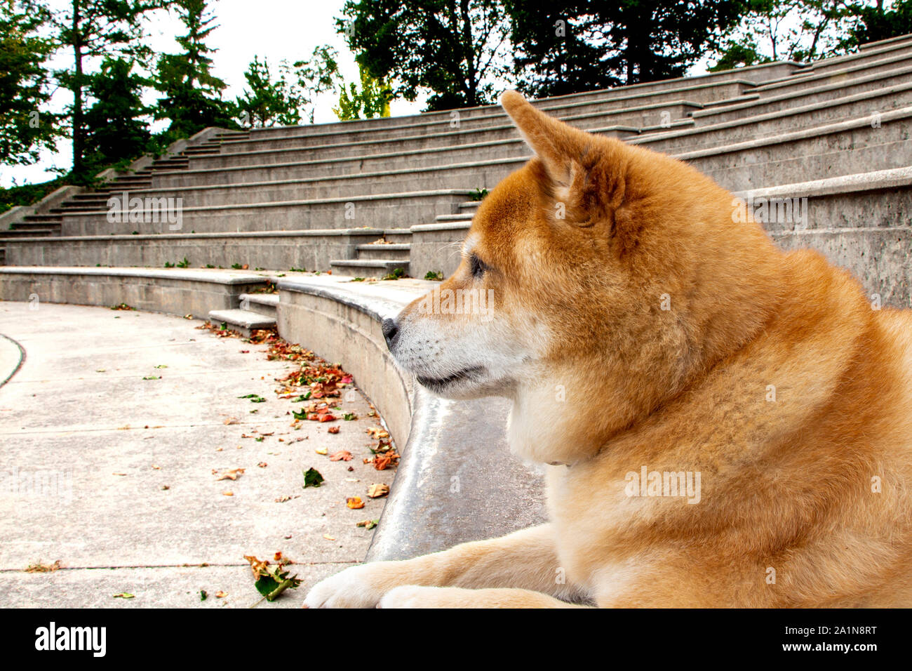 Shiba Pose High Resolution Stock Photography and Images - Alamy