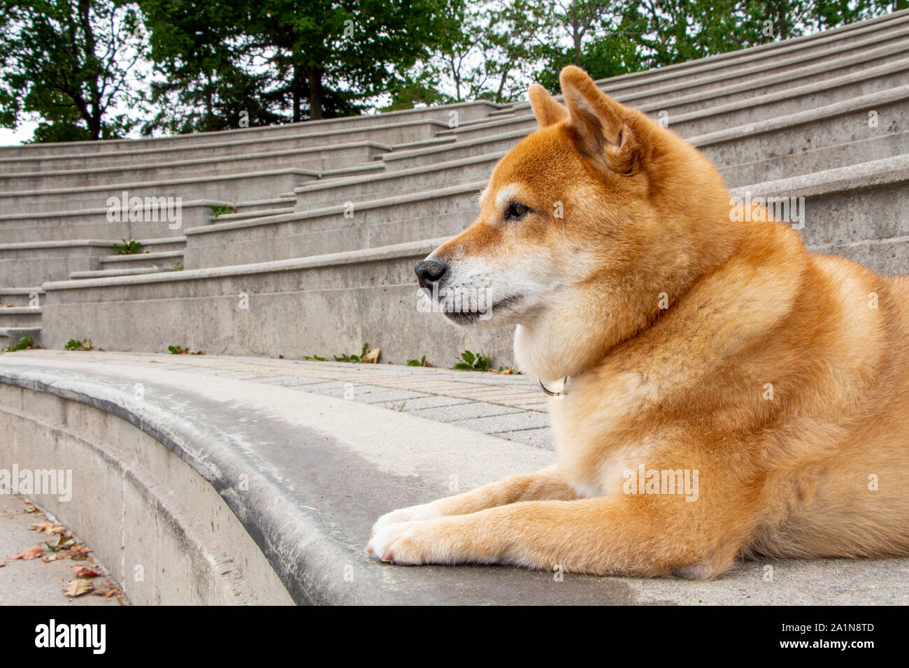 shiba inu relaxed while laying down on stiars Stock Photo - Alamy
