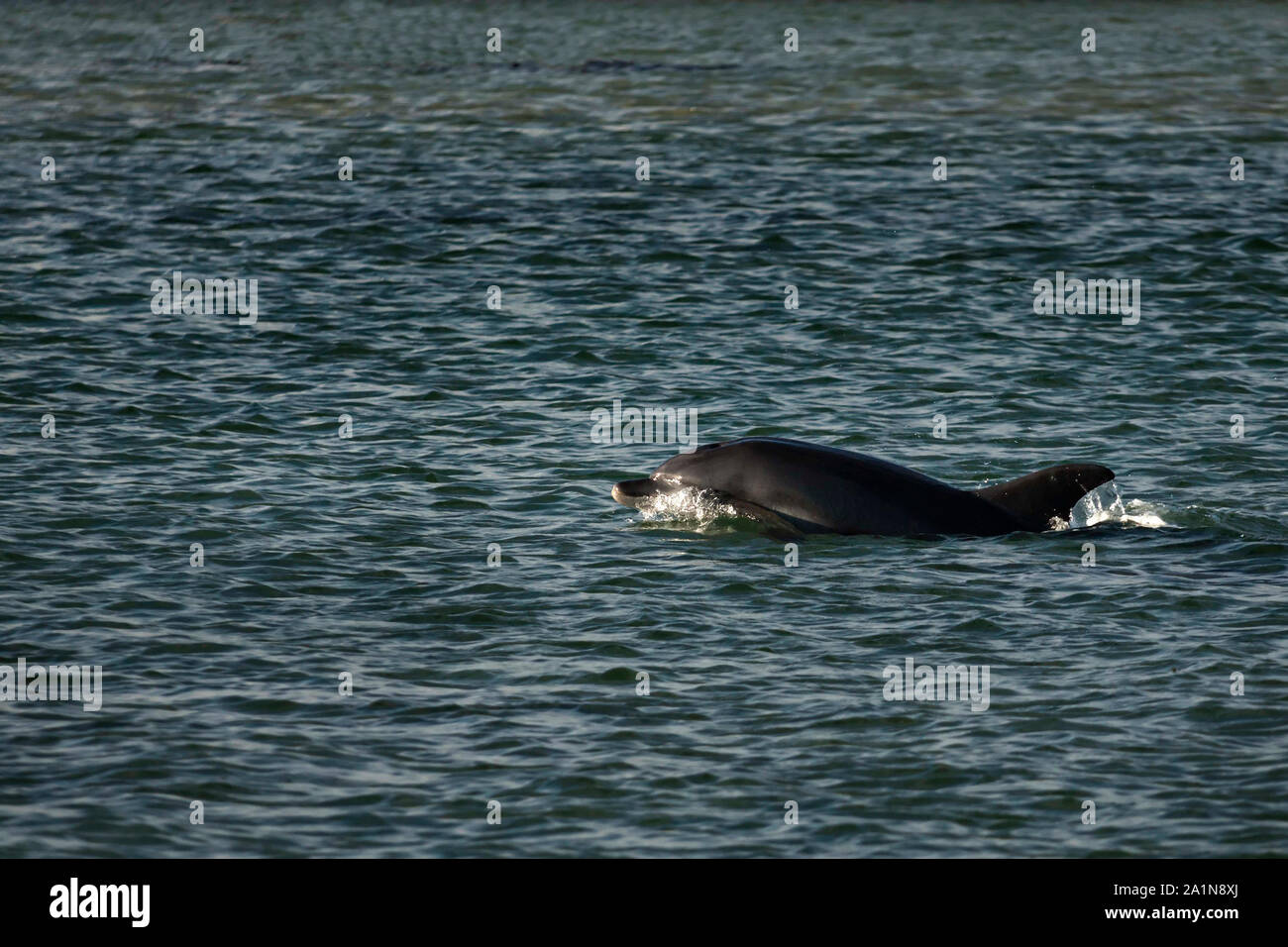 Dolphin in water, Augusta Western Australia Stock Photo - Alamy