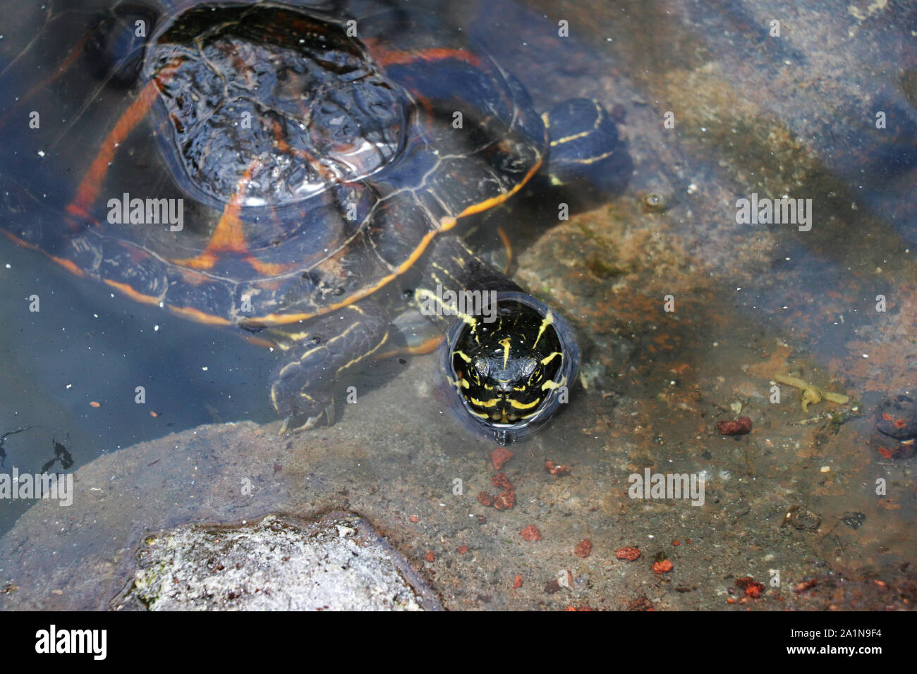 Turtle in water Stock Photo - Alamy