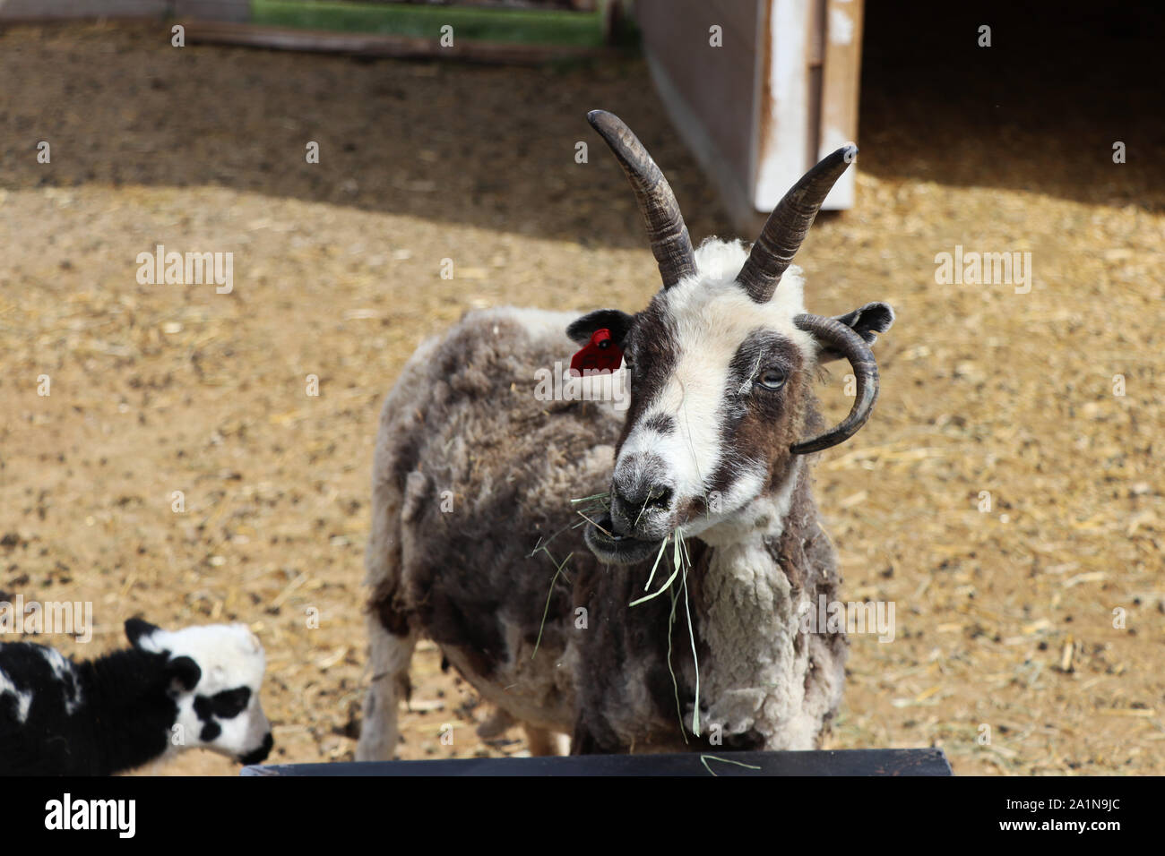 Silly goat with three horns Stock Photo - Alamy