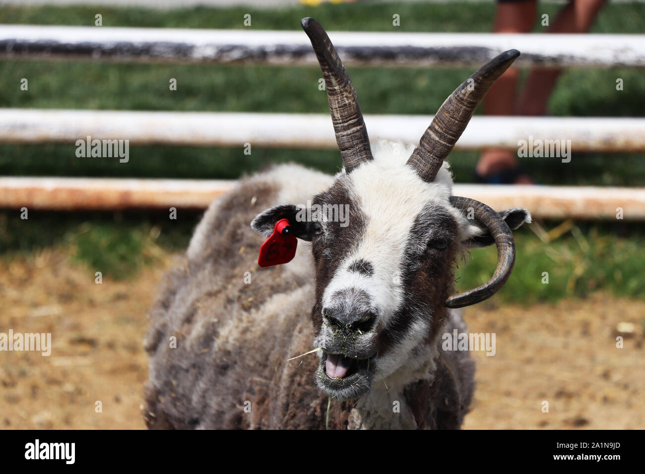 Silly goat with three horns Stock Photo - Alamy