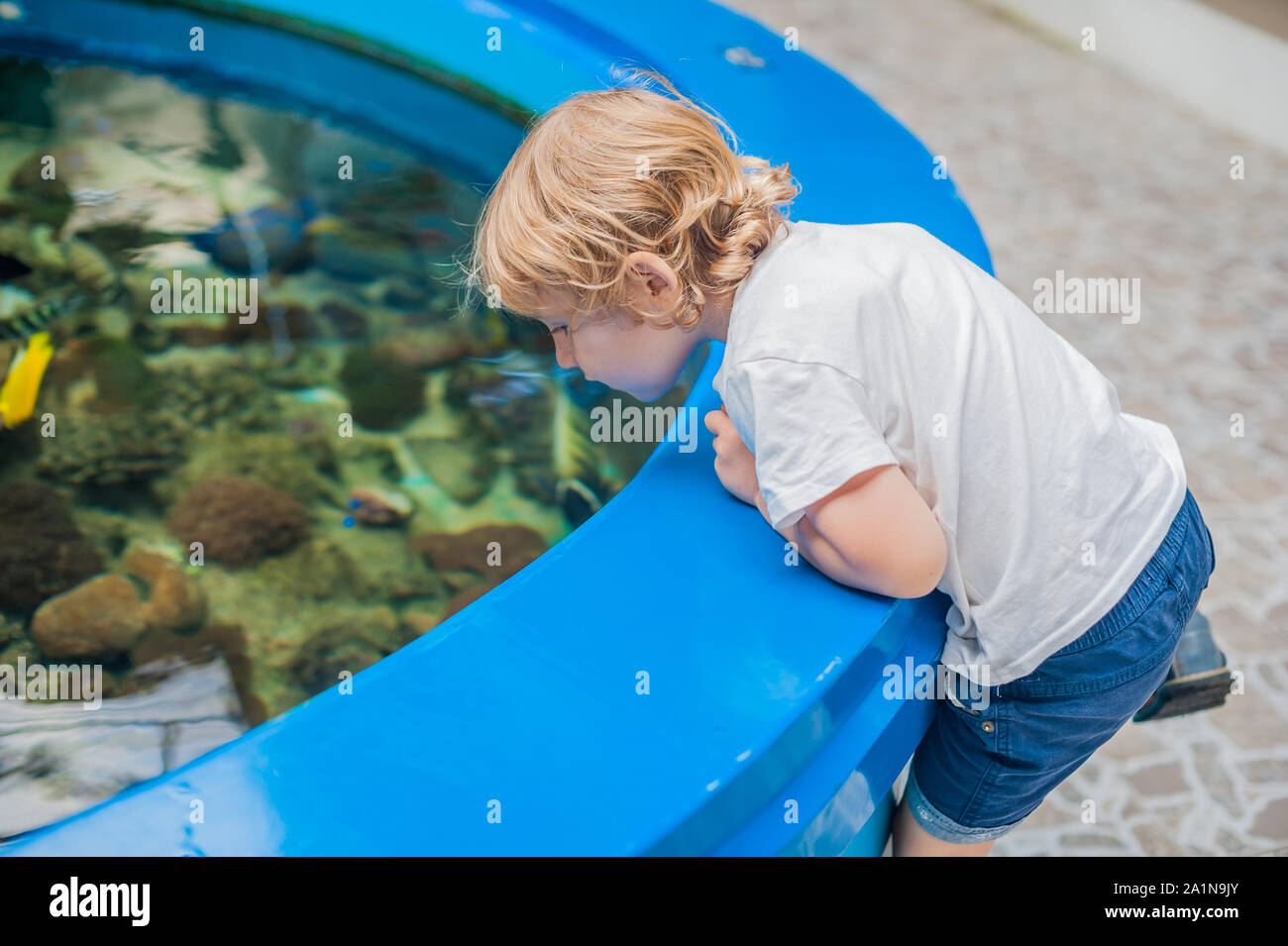 Boy looking fishes hi-res stock photography and images - Alamy