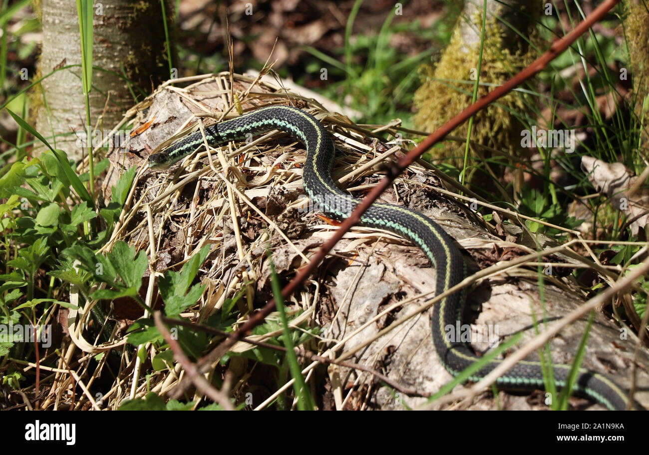 Garter Snake at Nisqually, Washington Stock Photo - Alamy