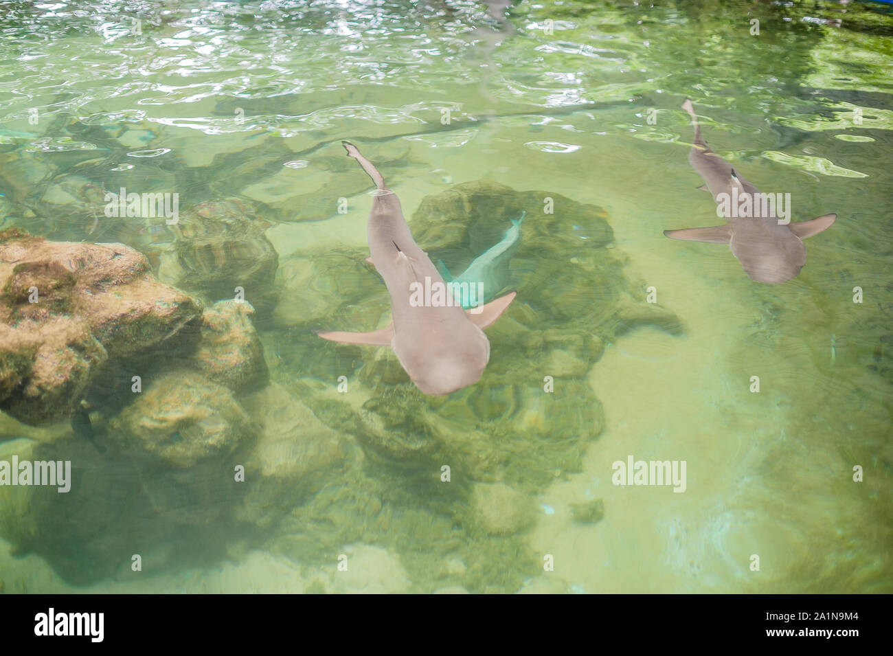 Shark swimming from above hi-res stock photography and images - Alamy
