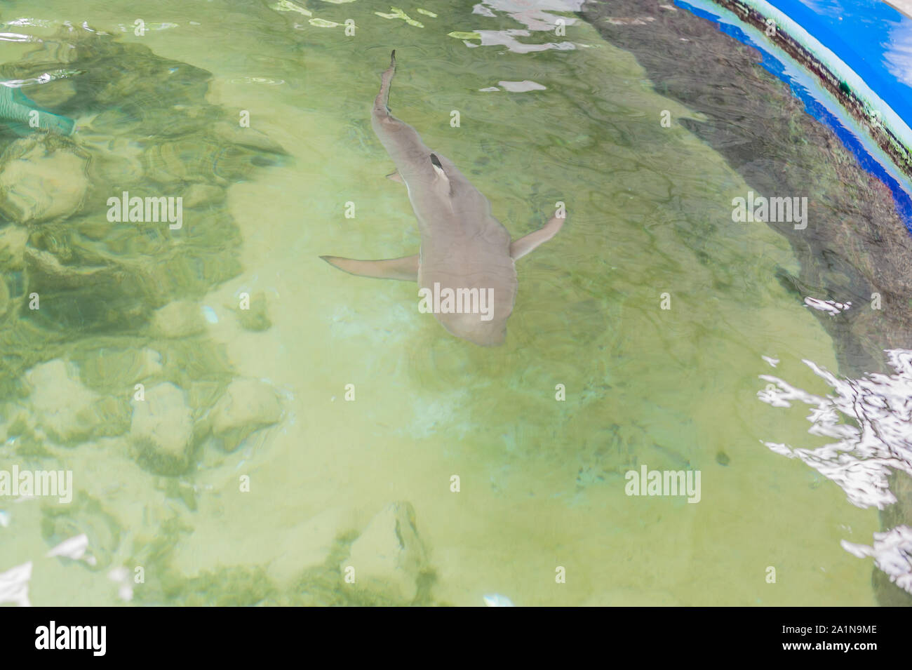 The shark swims in the aquarium. View from above Stock Photo - Alamy