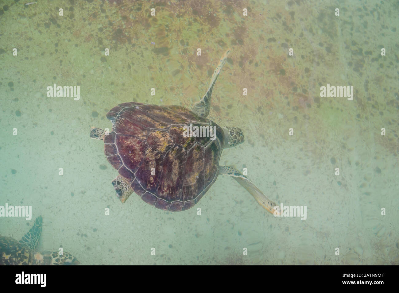 Sea turtle swims in the aquarium. View from above Stock Photo - Alamy