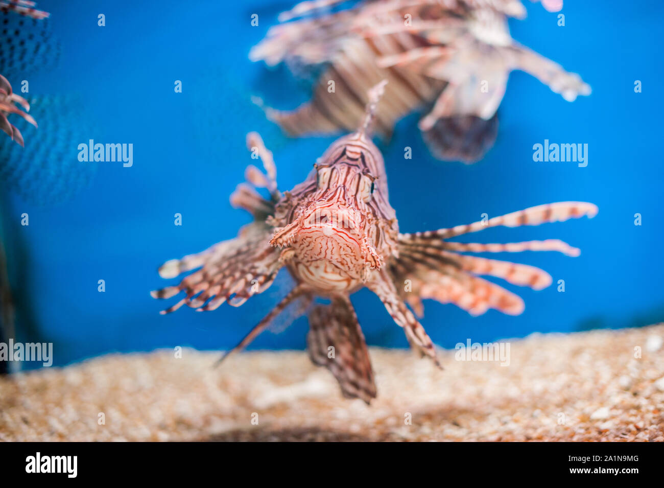 Swimming red lionfish. Pterois miles. dangerous, extraordinary ...