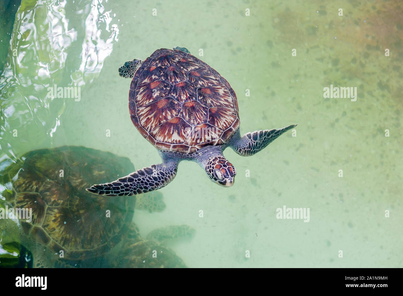 Sea turtle swims in the aquarium. View from above Stock Photo - Alamy