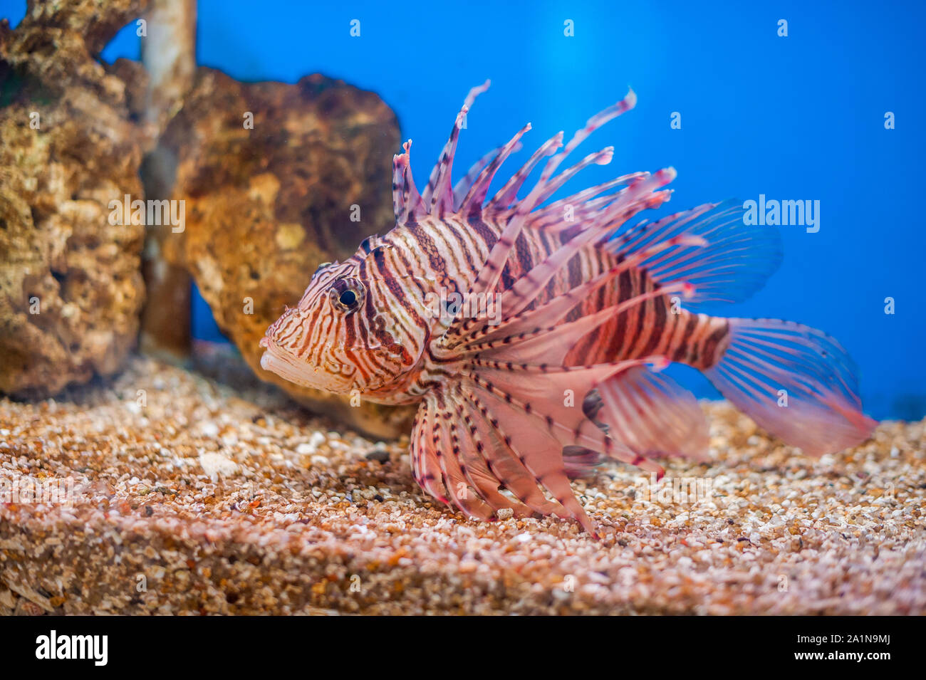 Swimming red lionfish. Pterois miles. dangerous, extraordinary ...