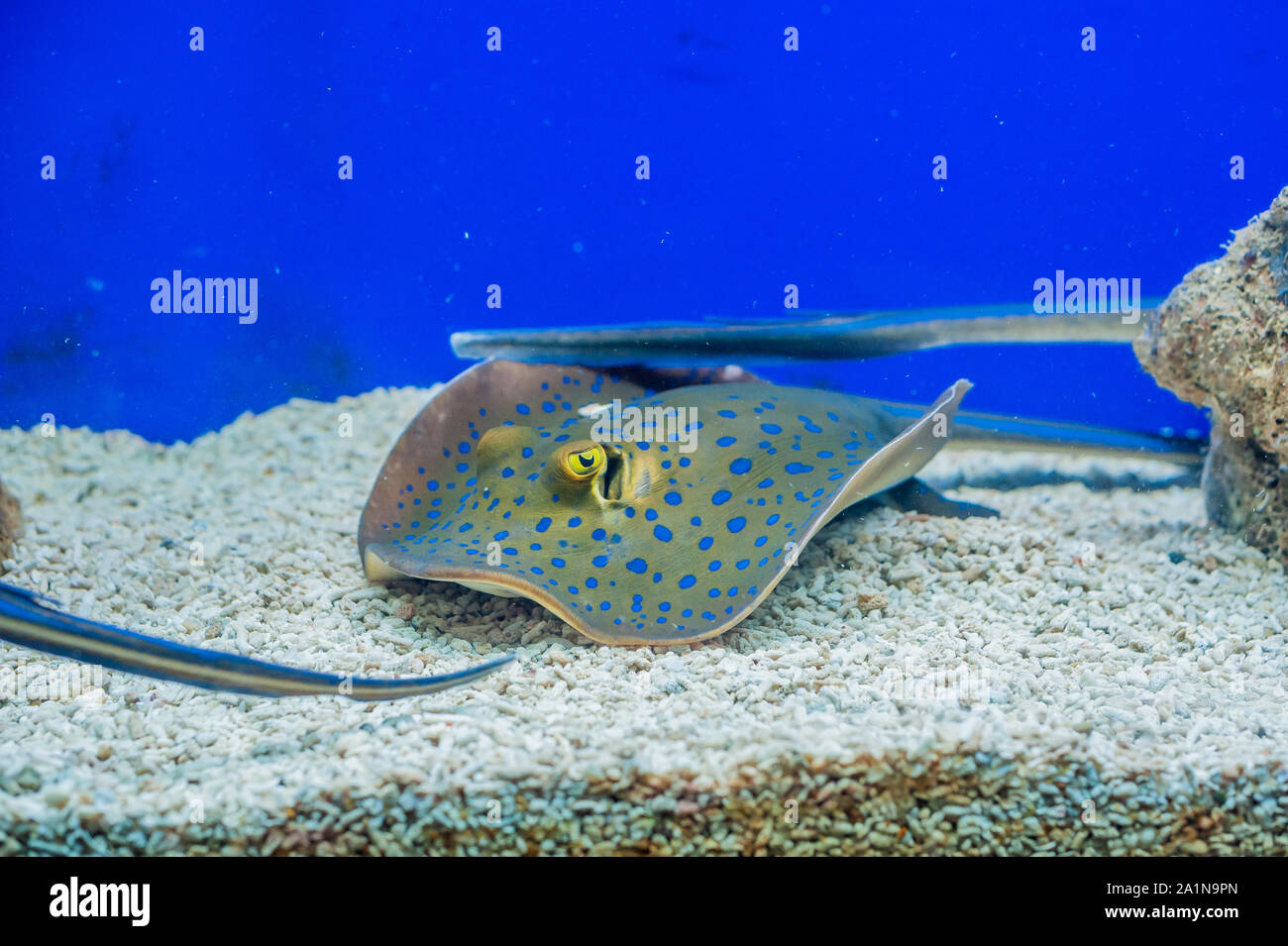 Electric ray floats on the sea bottom Stock Photo - Alamy