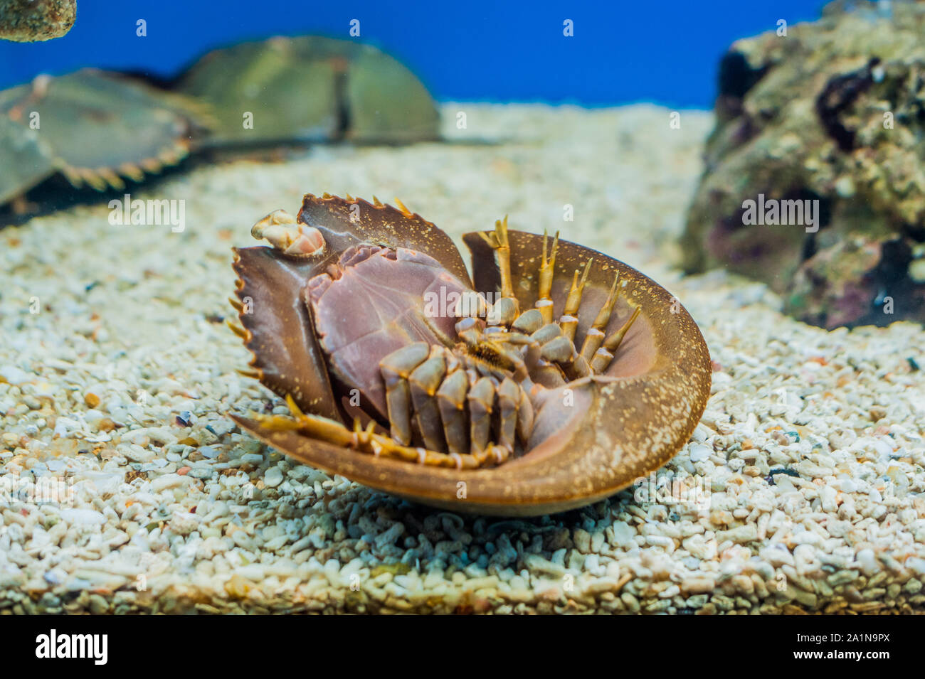 Mangrove horseshoe crab carcinoscorpius rotundicauda hi-res stock ...