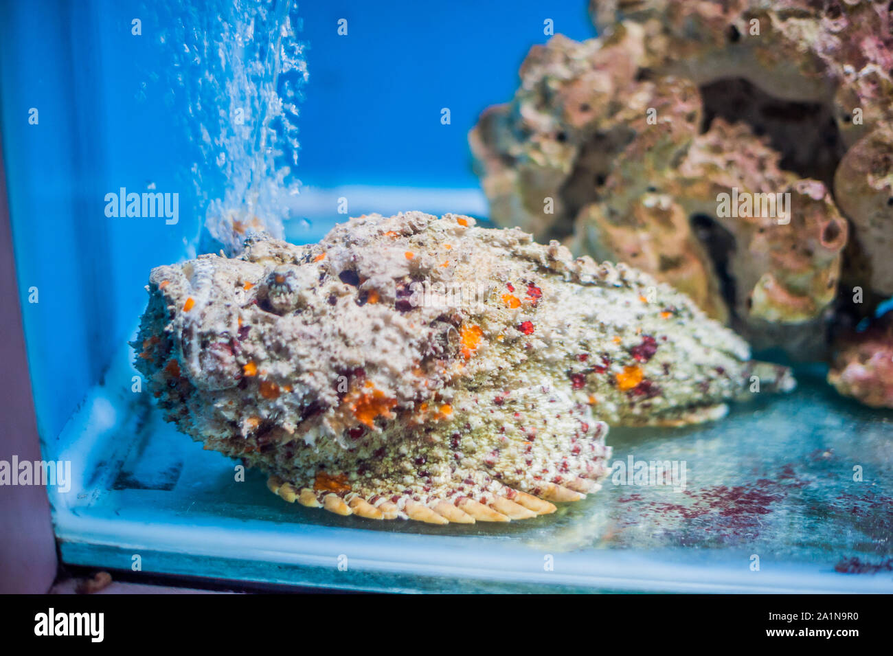 Stonefishes hi-res stock photography and images - Alamy