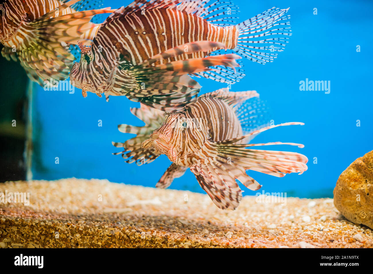 Swimming red lionfish. Pterois miles. dangerous, extraordinary ...