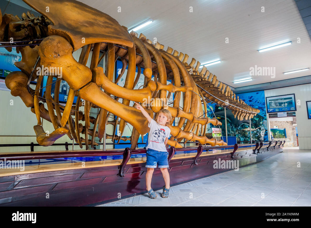 NHA TRANG, VIETNAM - JANUARY 16, 2017 A whale skeleton at the National ...