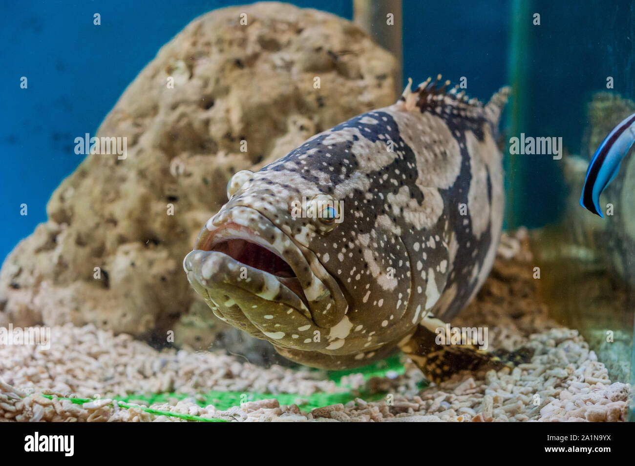 Queensland grouper hi-res stock photography and images - Alamy