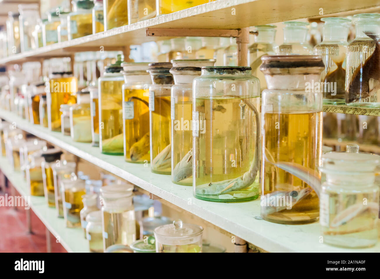 Marine animals preserved alcohol in glass tubes Stock Photo - Alamy