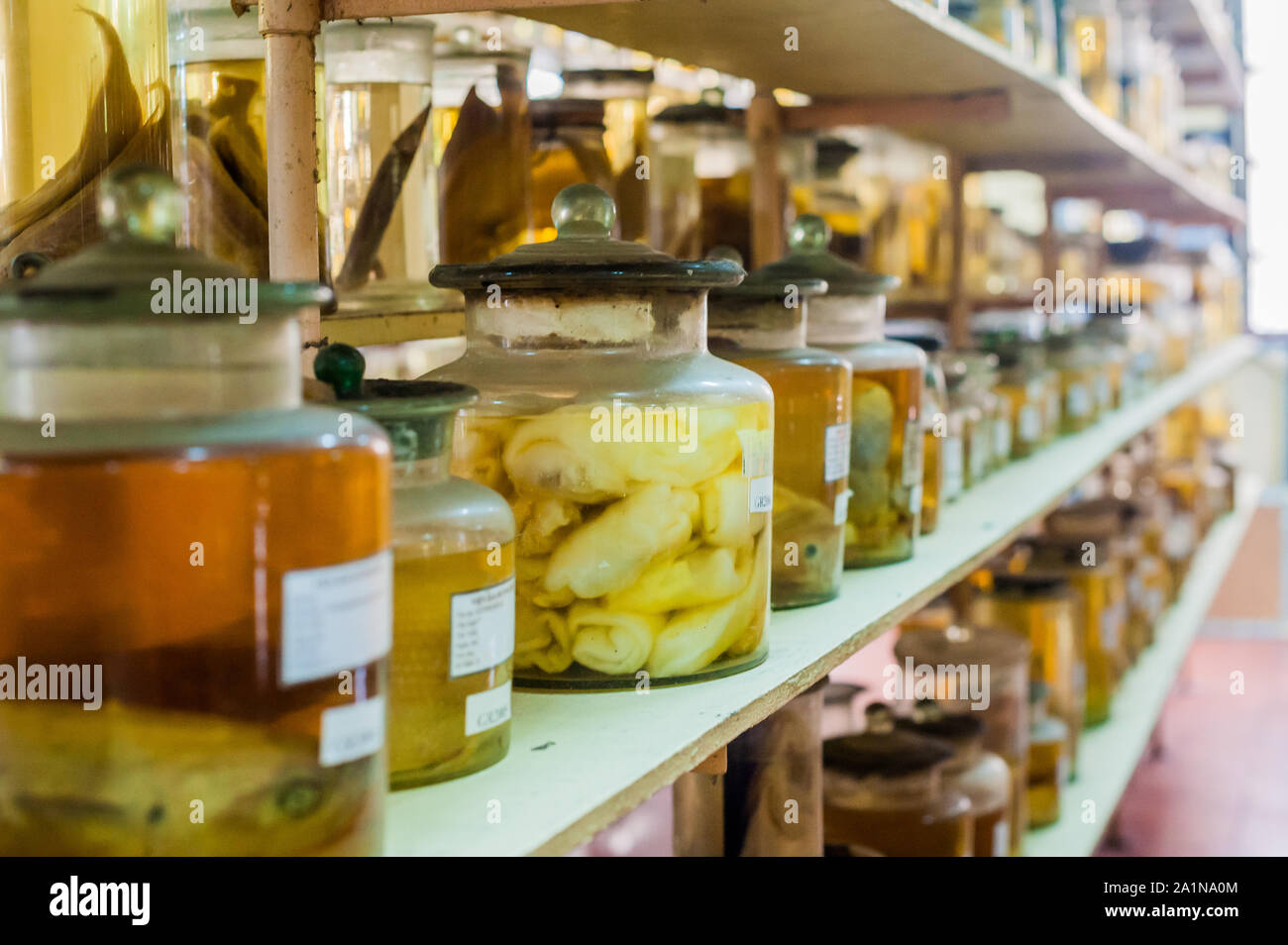 Marine animals preserved alcohol in glass tubes Stock Photo - Alamy