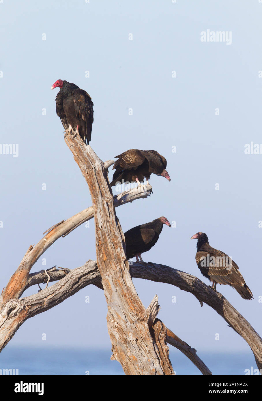 Four turkey vultures perched in dead tree hi-res stock photography and ...