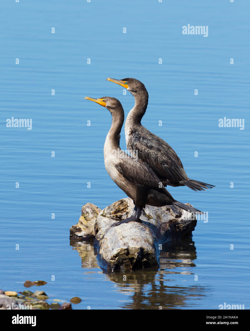 Double crested Cormorants Stock Photo - Alamy