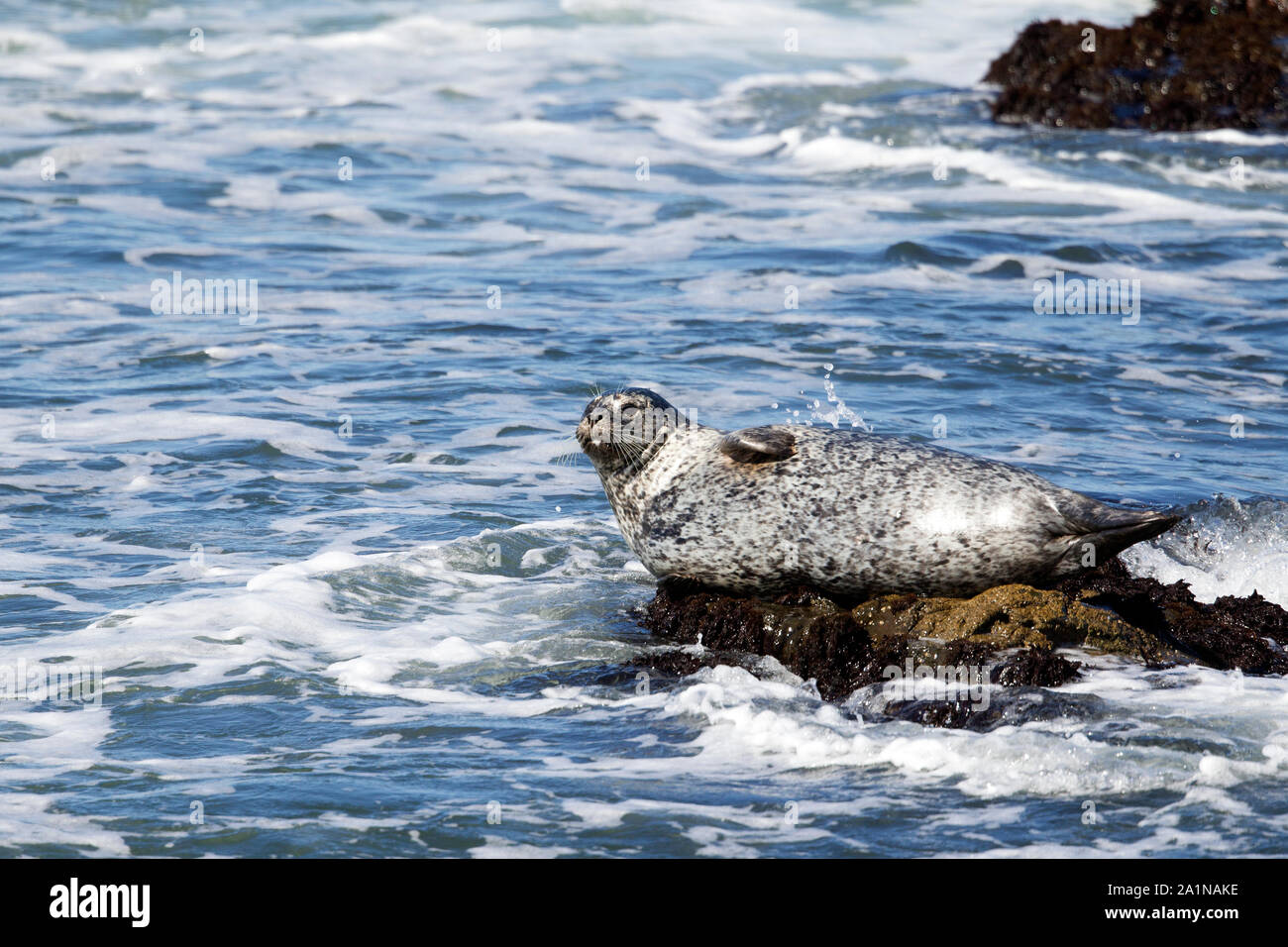 White Harbor Seal Hauled out on Rock in Ocean Stock Photo - Alamy