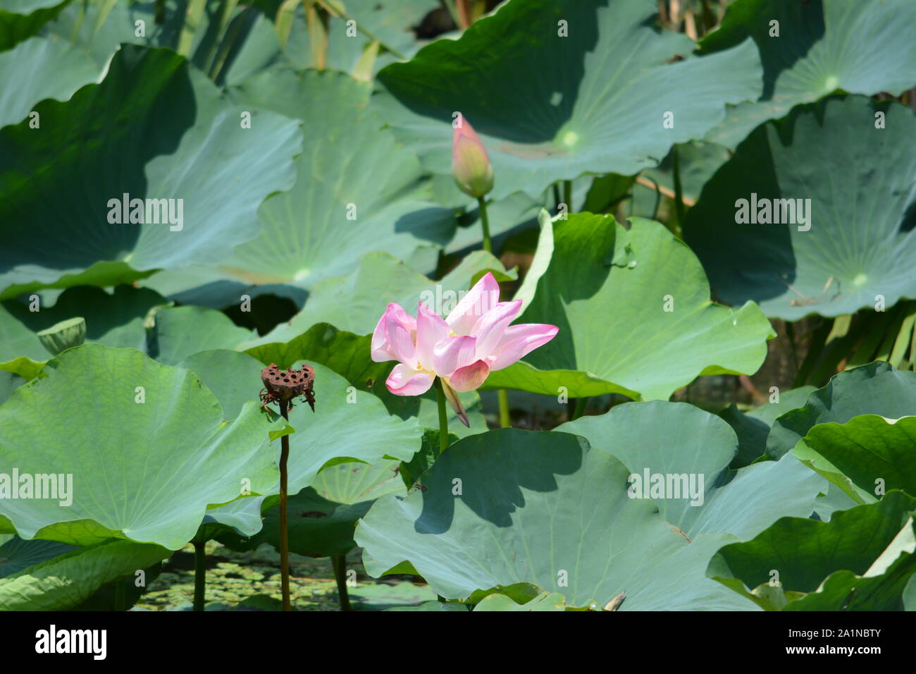 Taihu lake china hi-res stock photography and images - Alamy