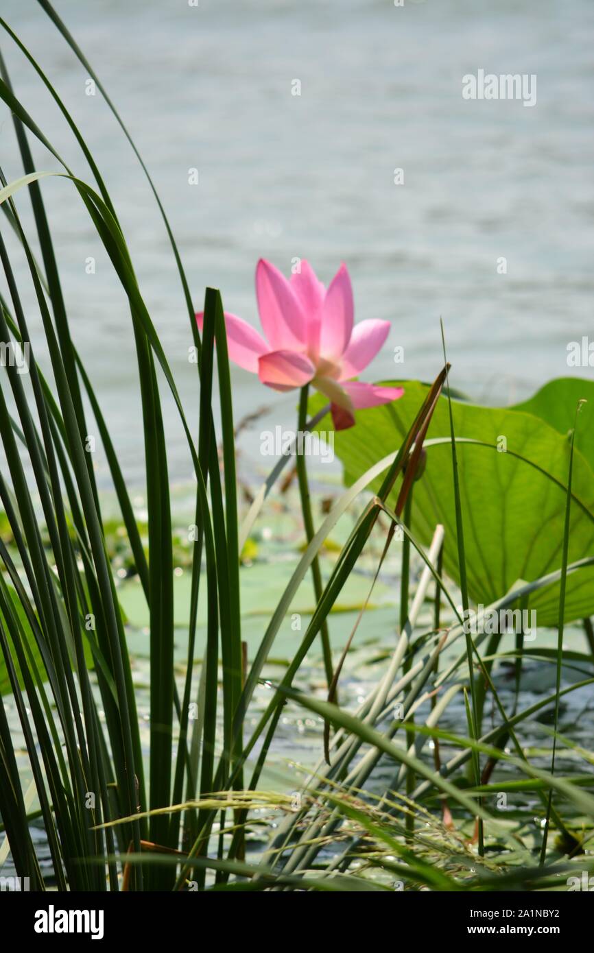 Exploring and admiring Lihu in Wuxi, China Stock Photo - Alamy