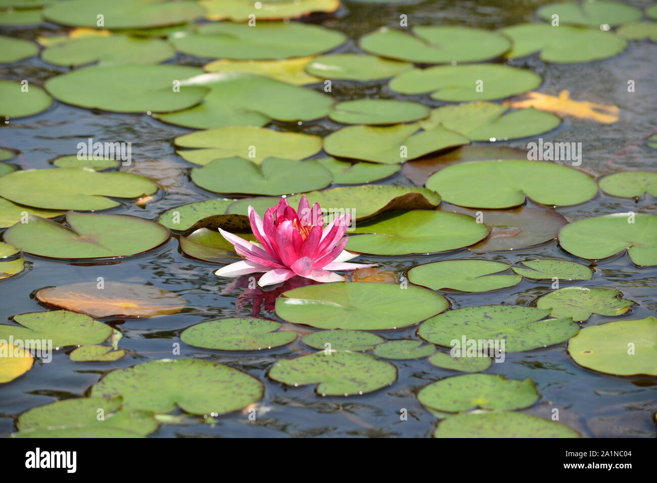 Lihu lake hi-res stock photography and images - Alamy