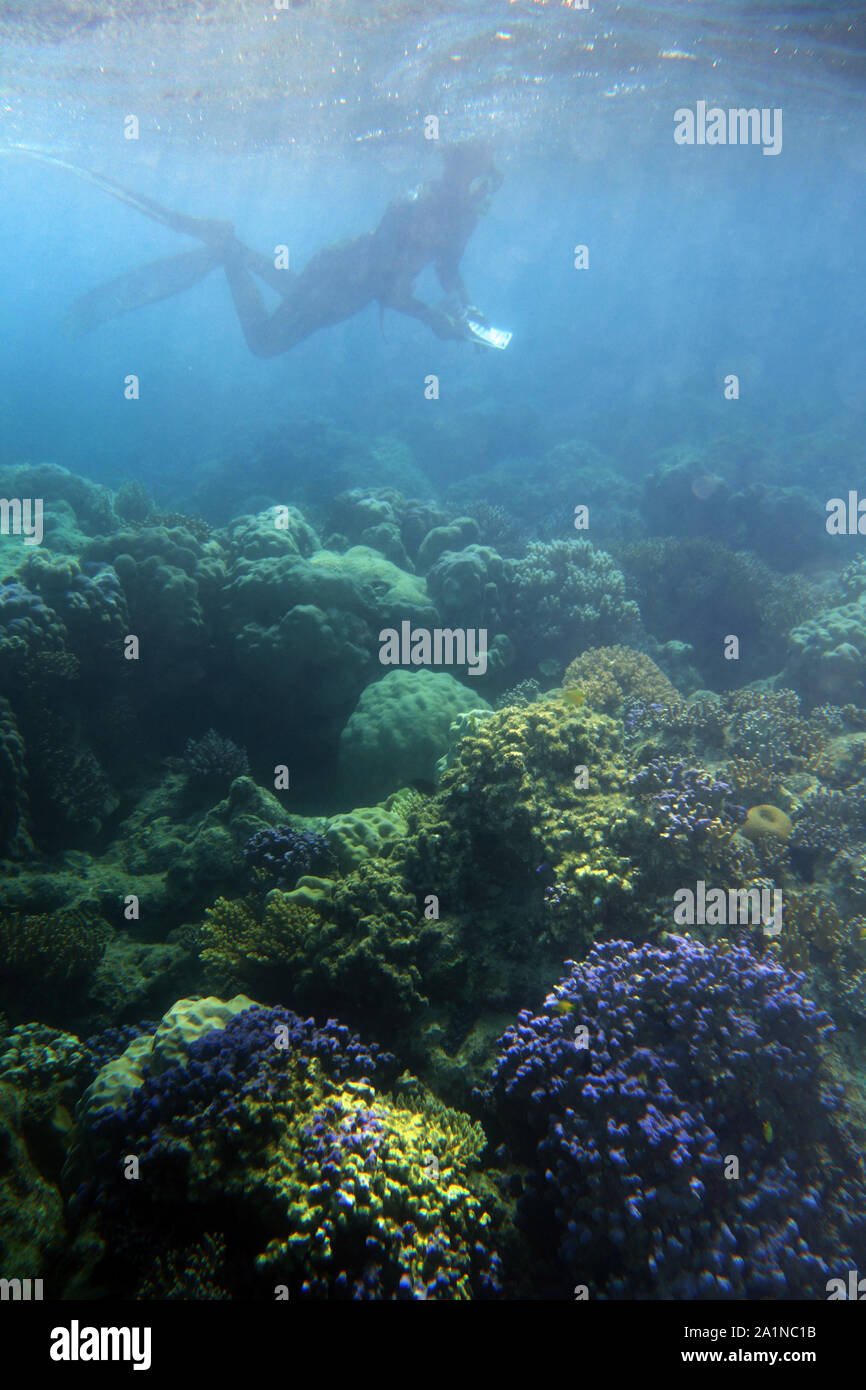 Lizard island reefs great barrier reef hi-res stock photography and ...