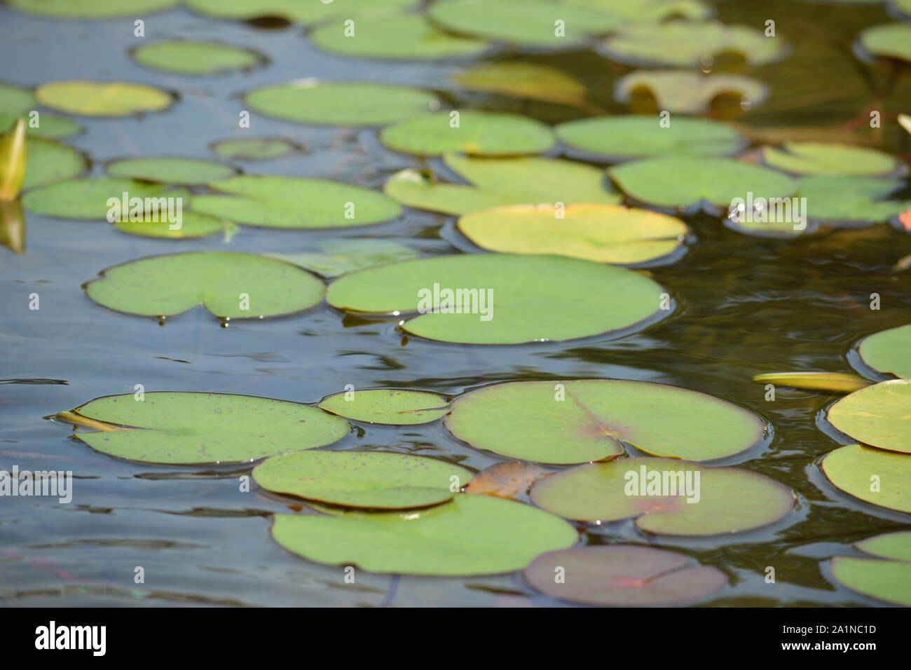Lihu lake hi-res stock photography and images - Alamy