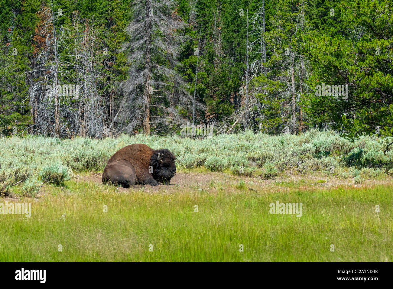 Yellowstone National Park Bison Laying Stock Photo - Alamy