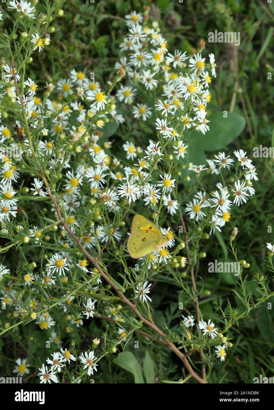 Clouded yellow skipper butterfly on small daisies Stock Photo - Alamy